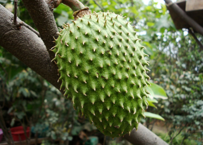 Best Anti-Cancer Fruit Revealed | Geniuspharm